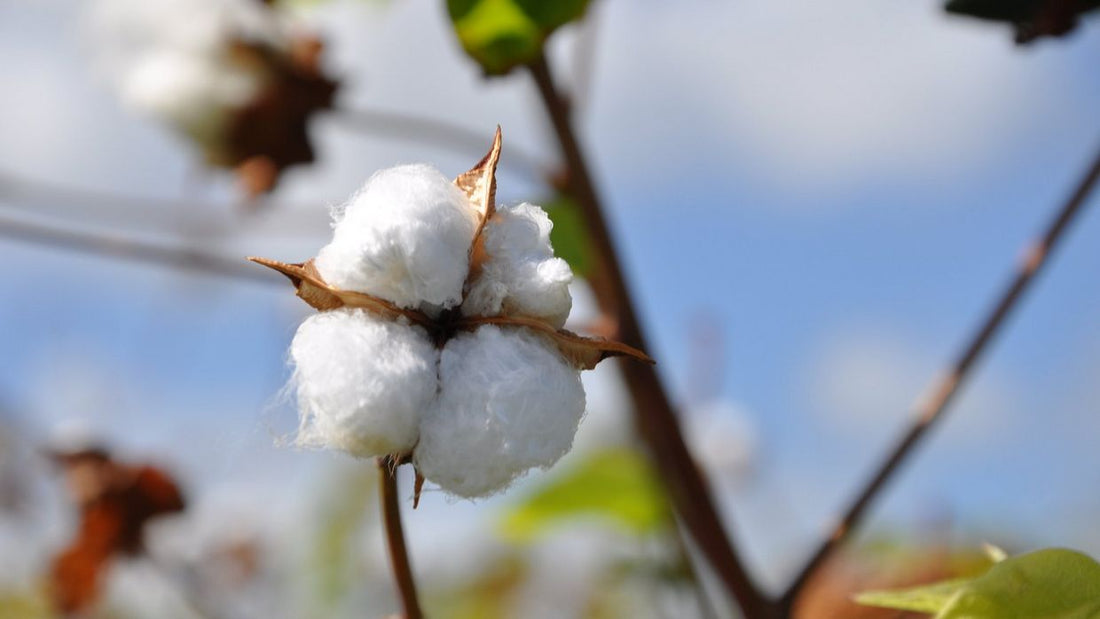 WHY SEA ISLAND COTTON IS THE RAREST IN THE WORLD – ORLEBAR BROWN